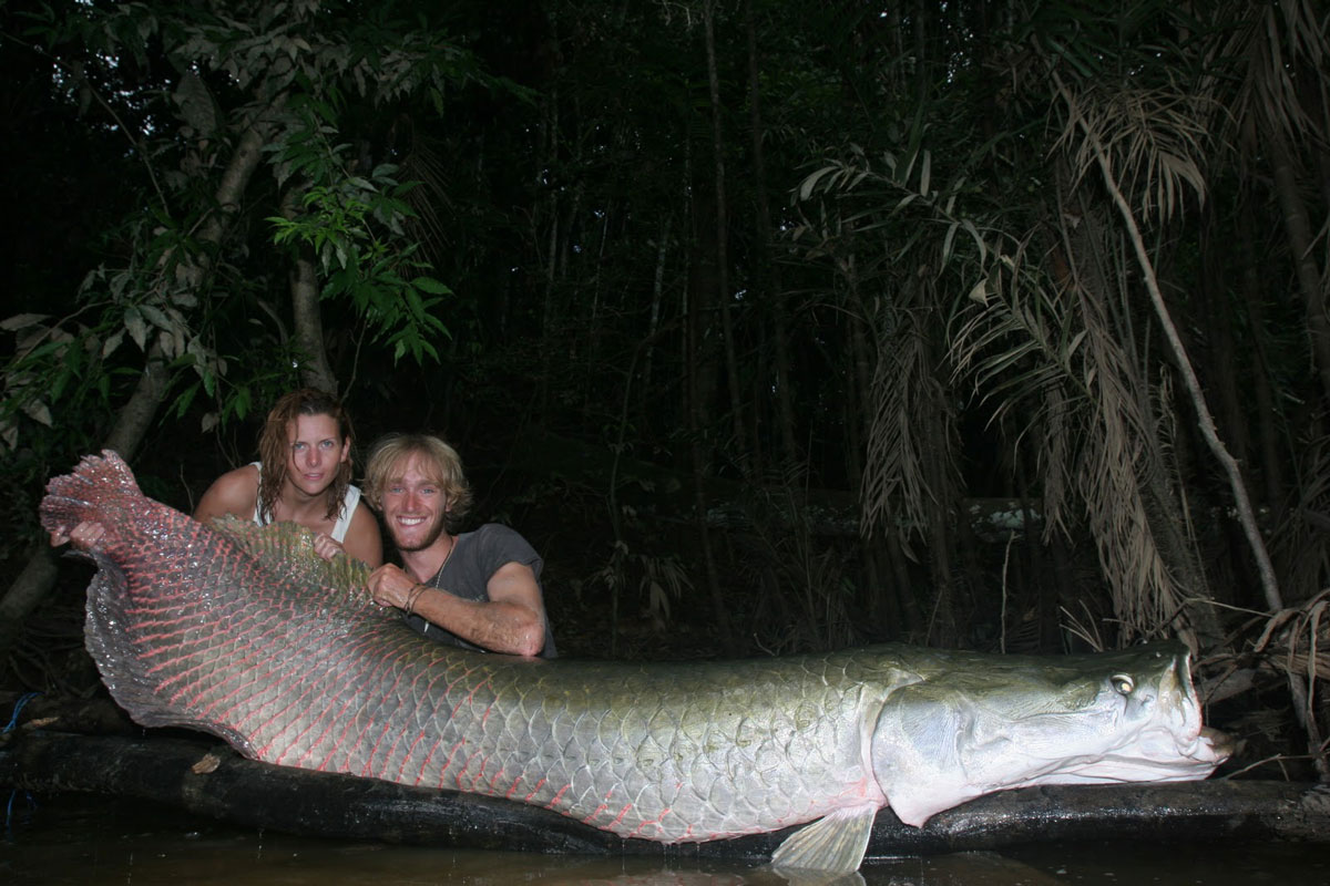 Arapaima